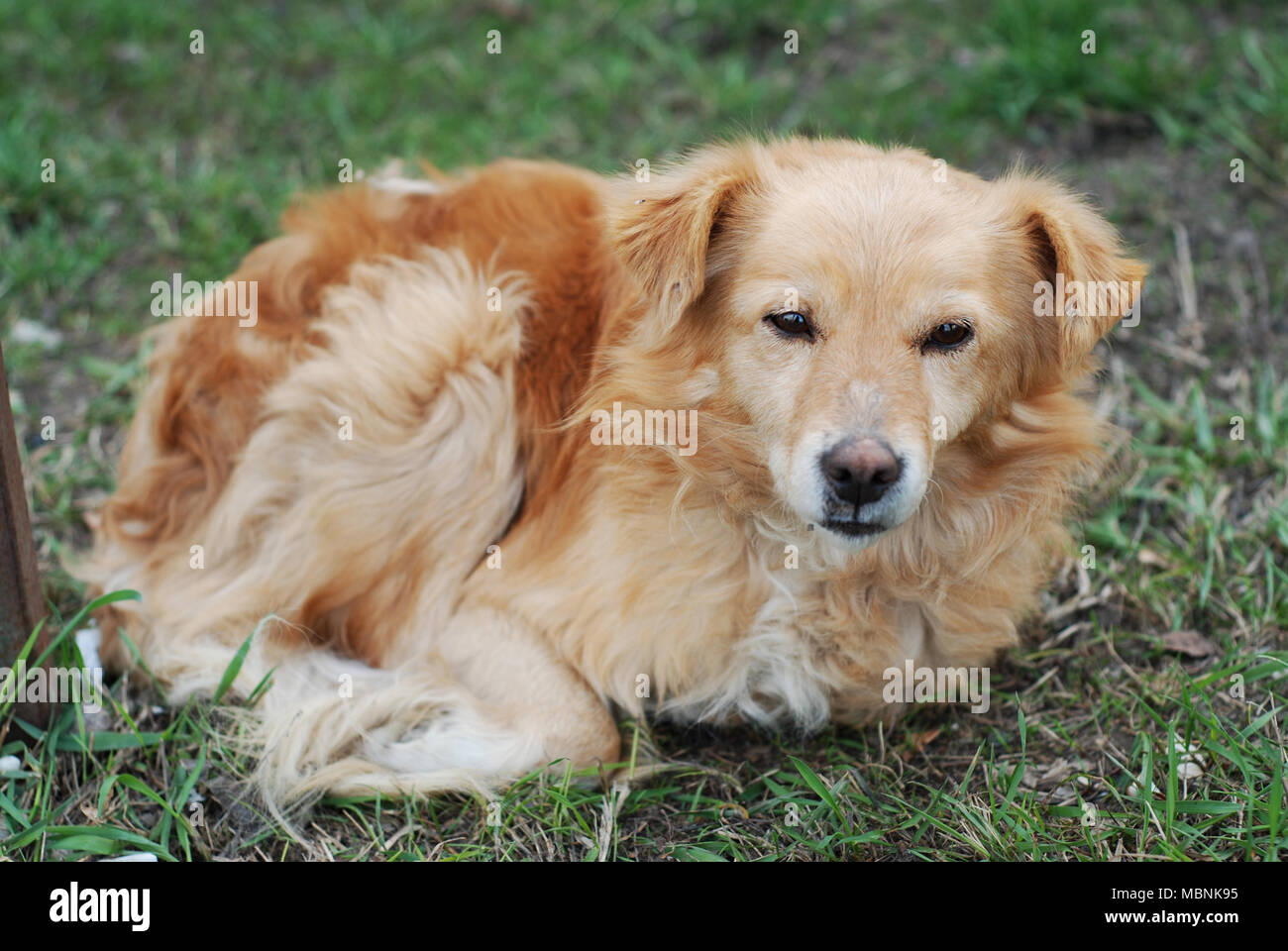Abandoned Homeless Brown Dog Puppy Sad Lonely lying down over Green ...