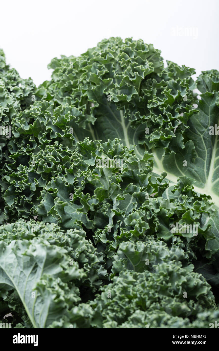 A healthy fresh curly kale Stock Photo - Alamy