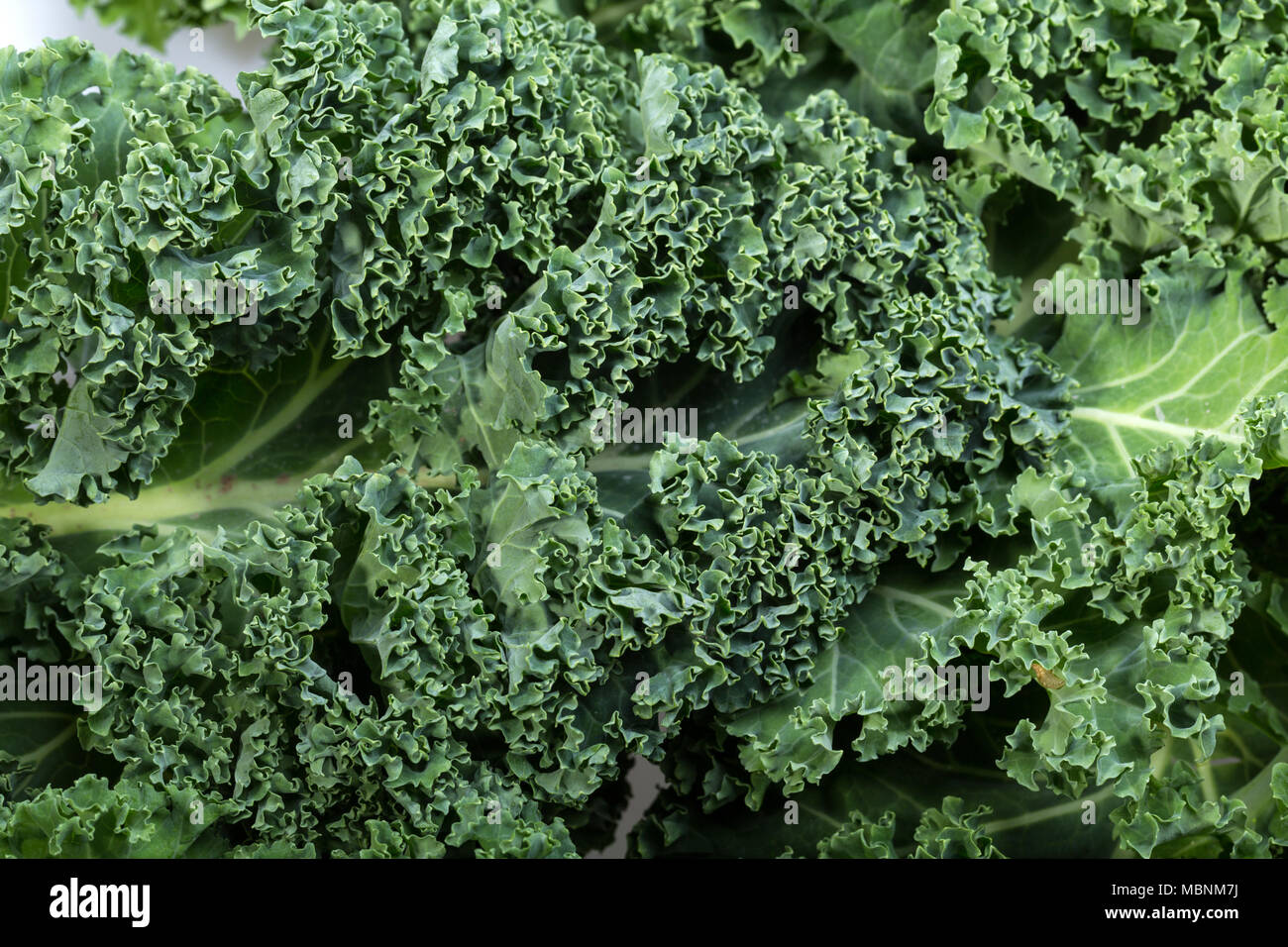 A healthy fresh curly kale Stock Photo - Alamy