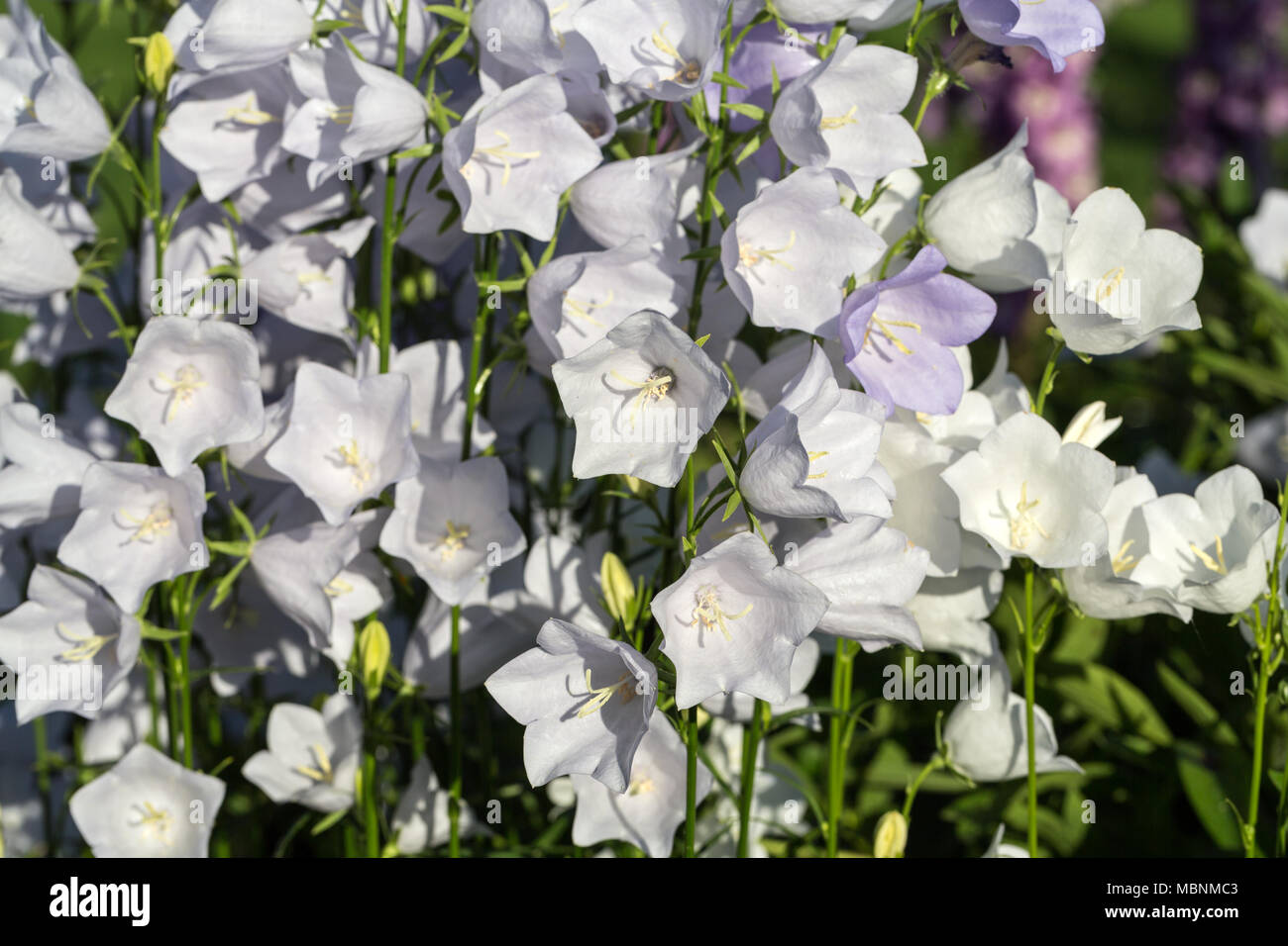 Campanula or canterbury bells flowers Stock Photo - Alamy