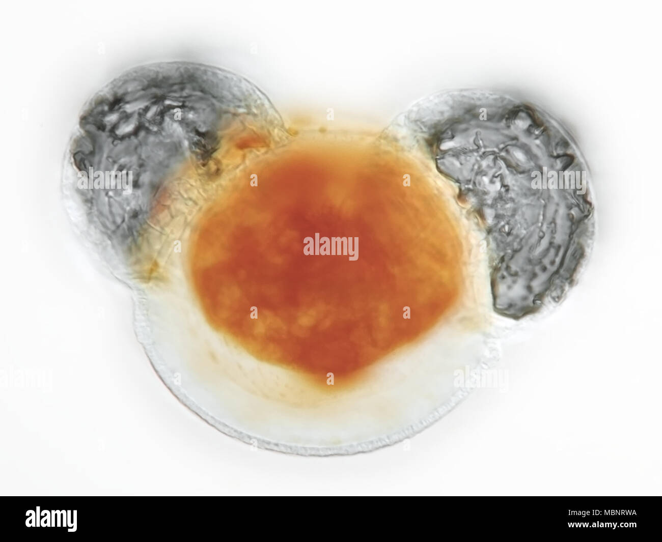 Light image photography from Cut Out Stock Images & Pictures - Alamy