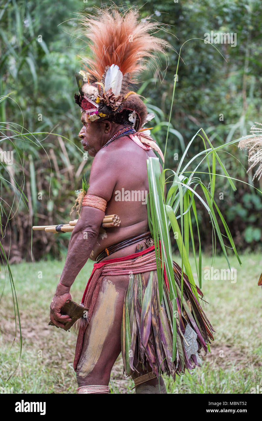 Portrait of an adult Huli wigman performing during a sing-sing, Tari ...