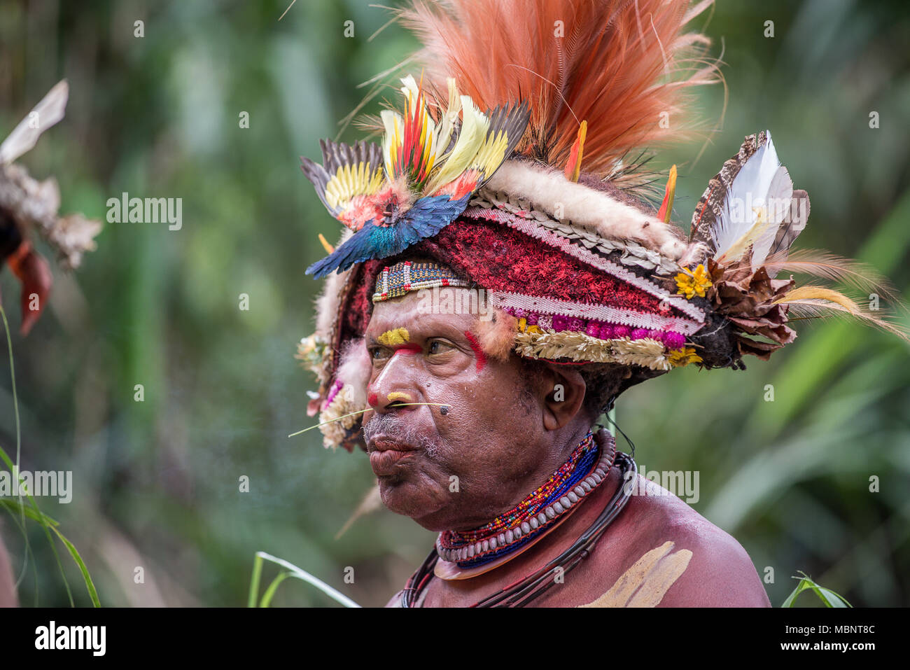 Portrait of an adult Huli wigman performing during a sing-sing, Tari ...