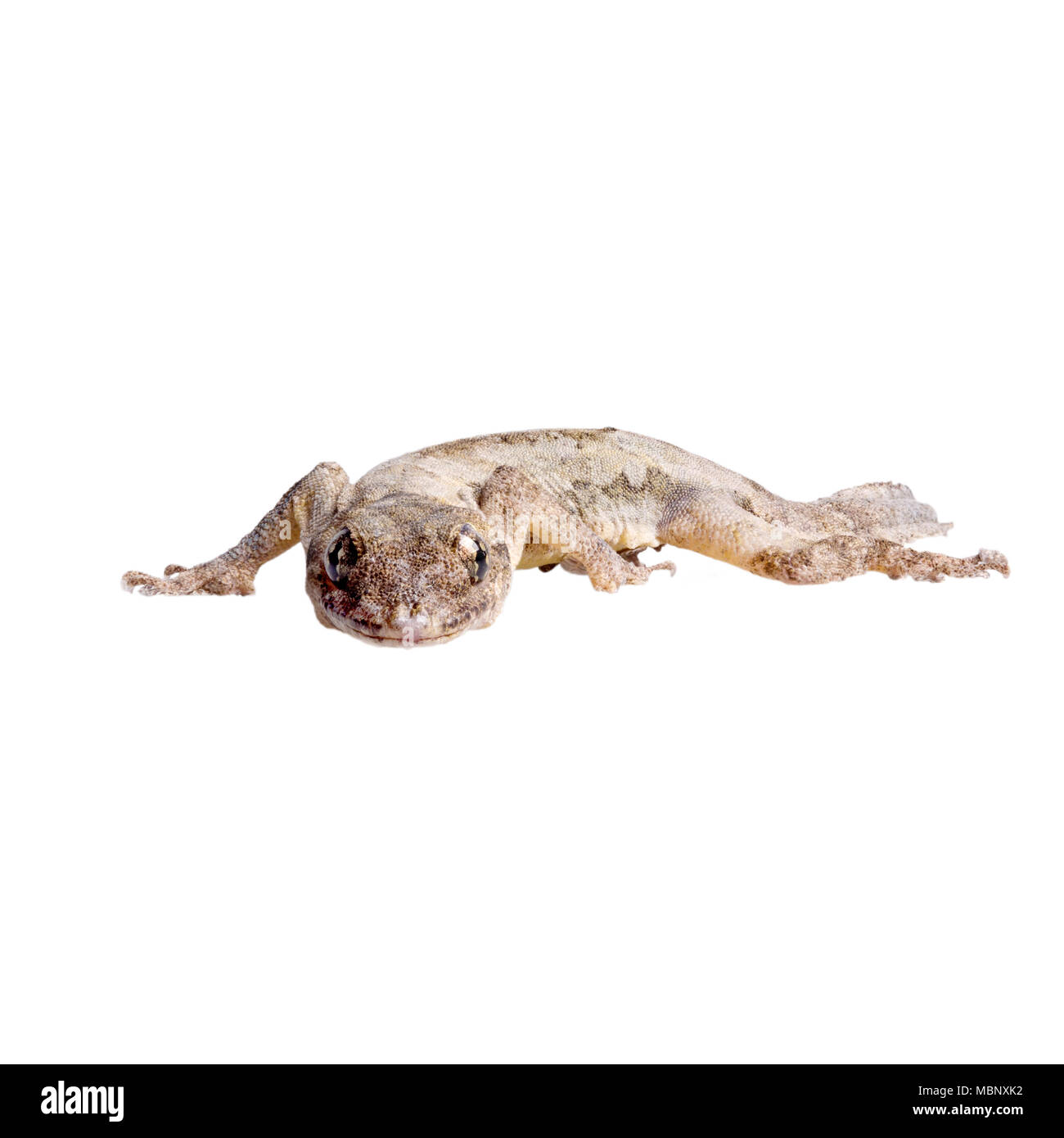 House lizard (Hemidactylus platyurus) isolated on white background ...