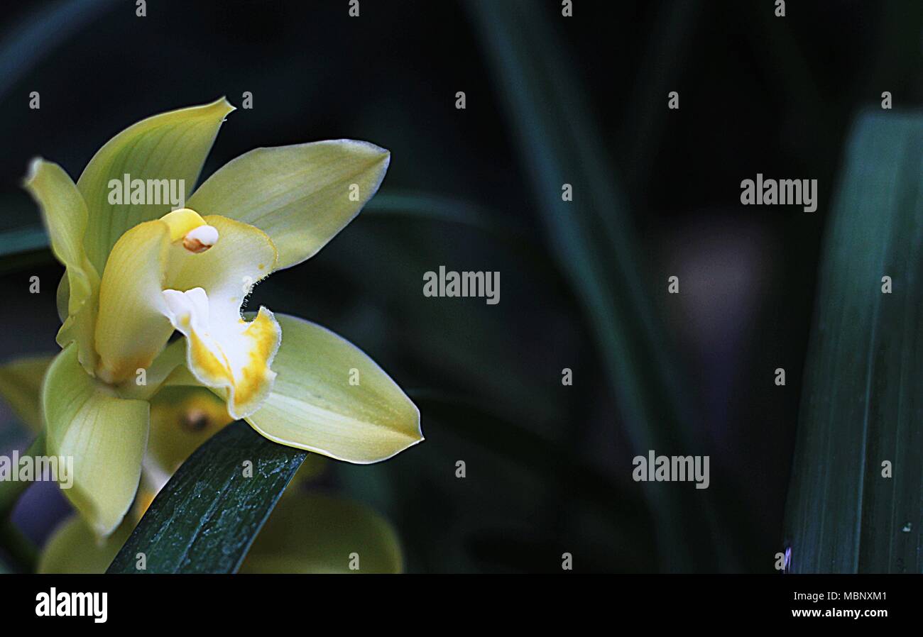 Natural cymbidium orchid hi-res stock photography and images - Alamy