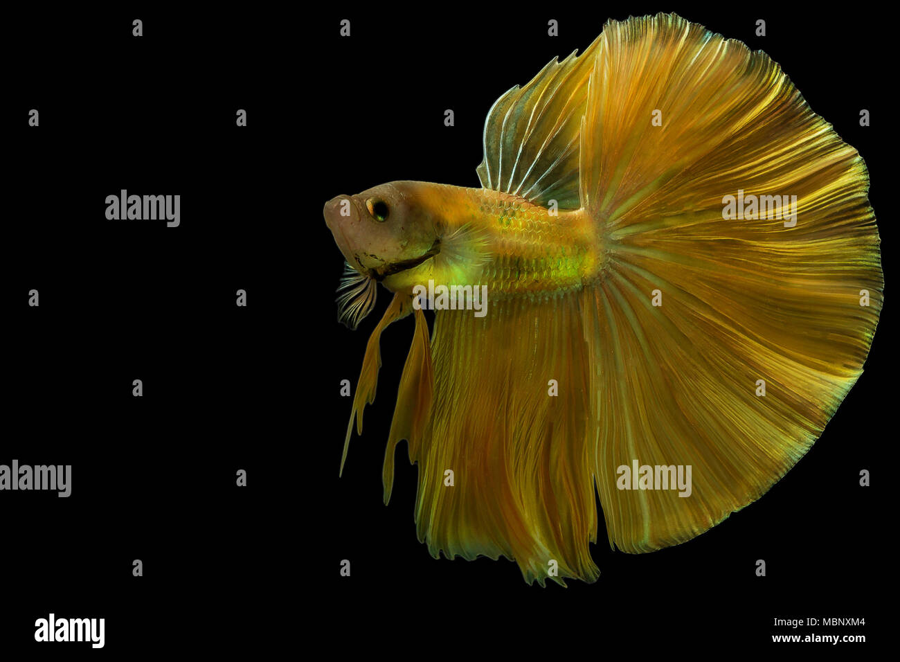 Siamese fighting fish,Half Moon long yellow tail(HMPK),Betta splendens ...