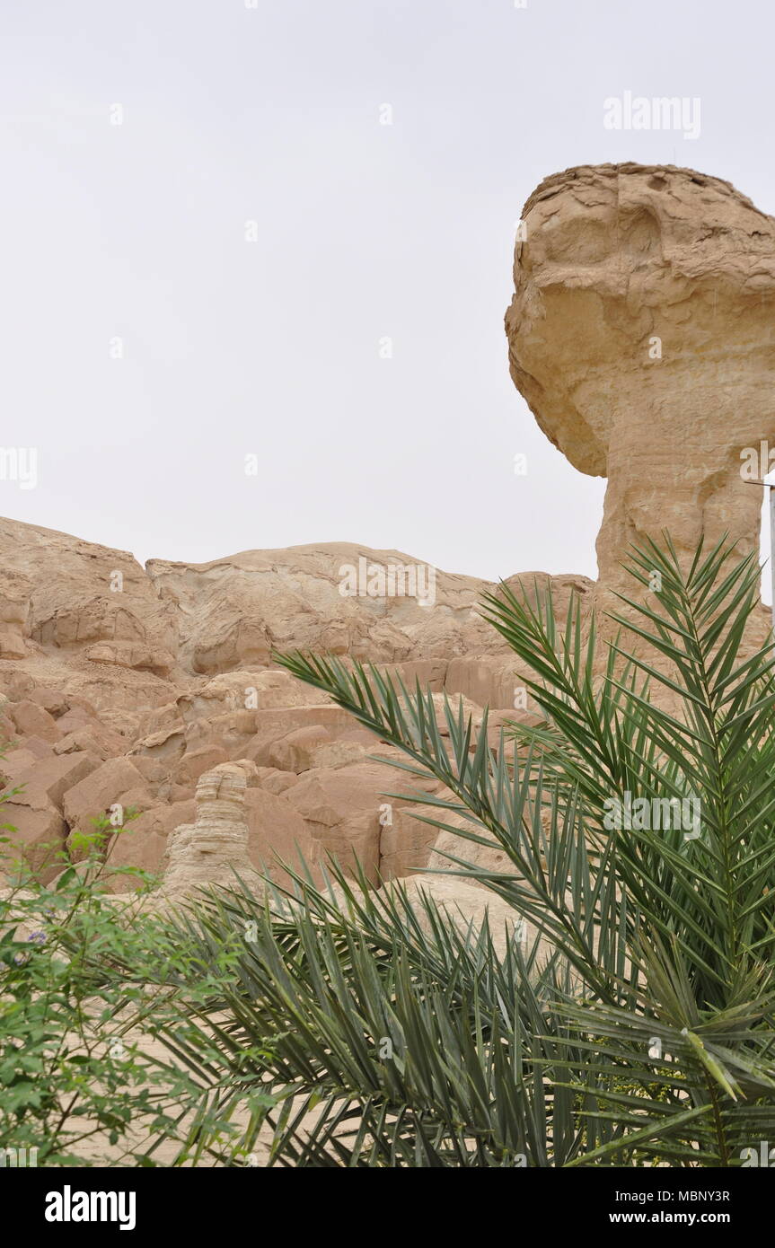 Saudi trees hi-res stock photography and images - Alamy