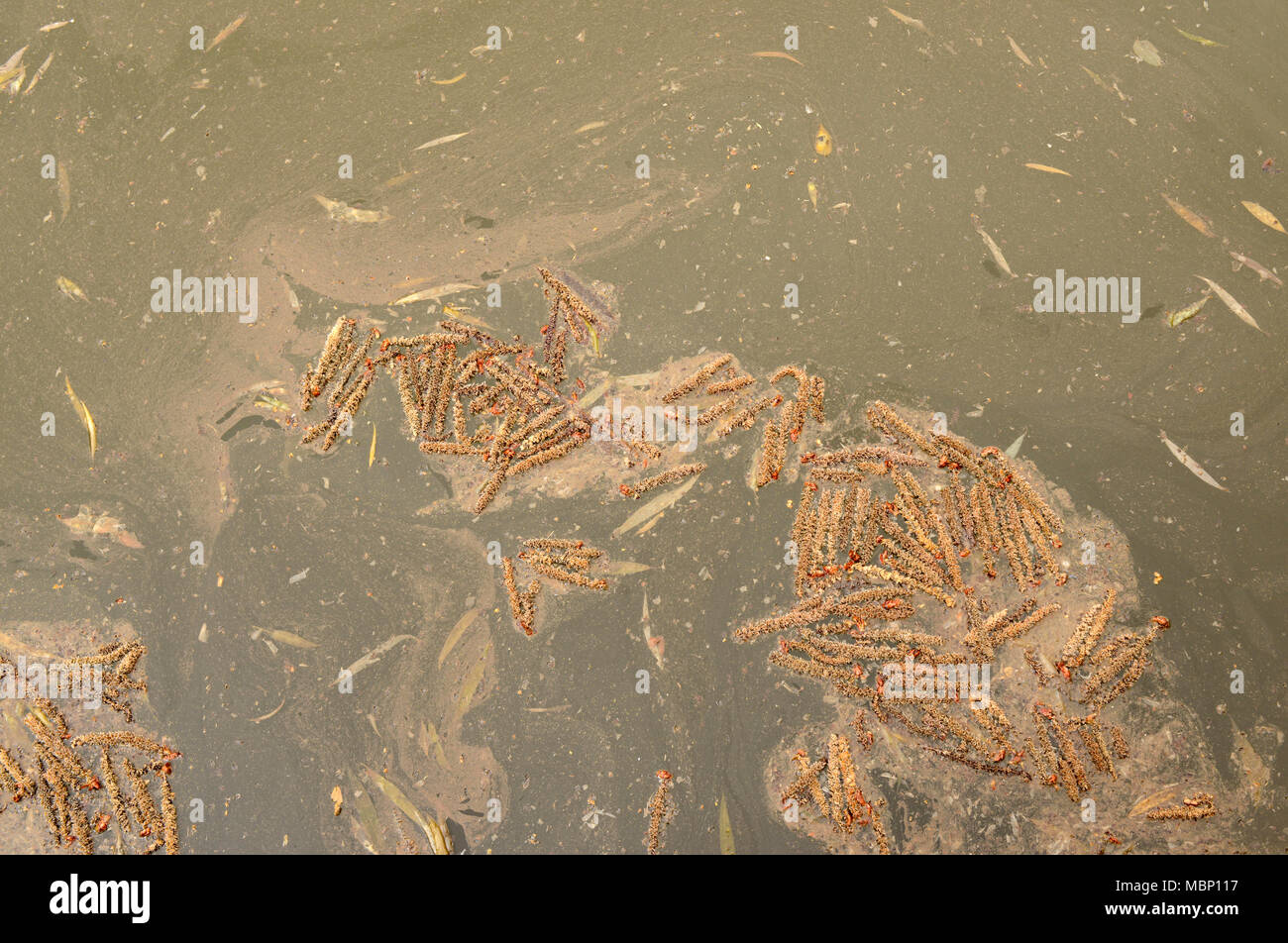 Catkins float on the surface of a stagnant pond in Beijing, China Stock ...