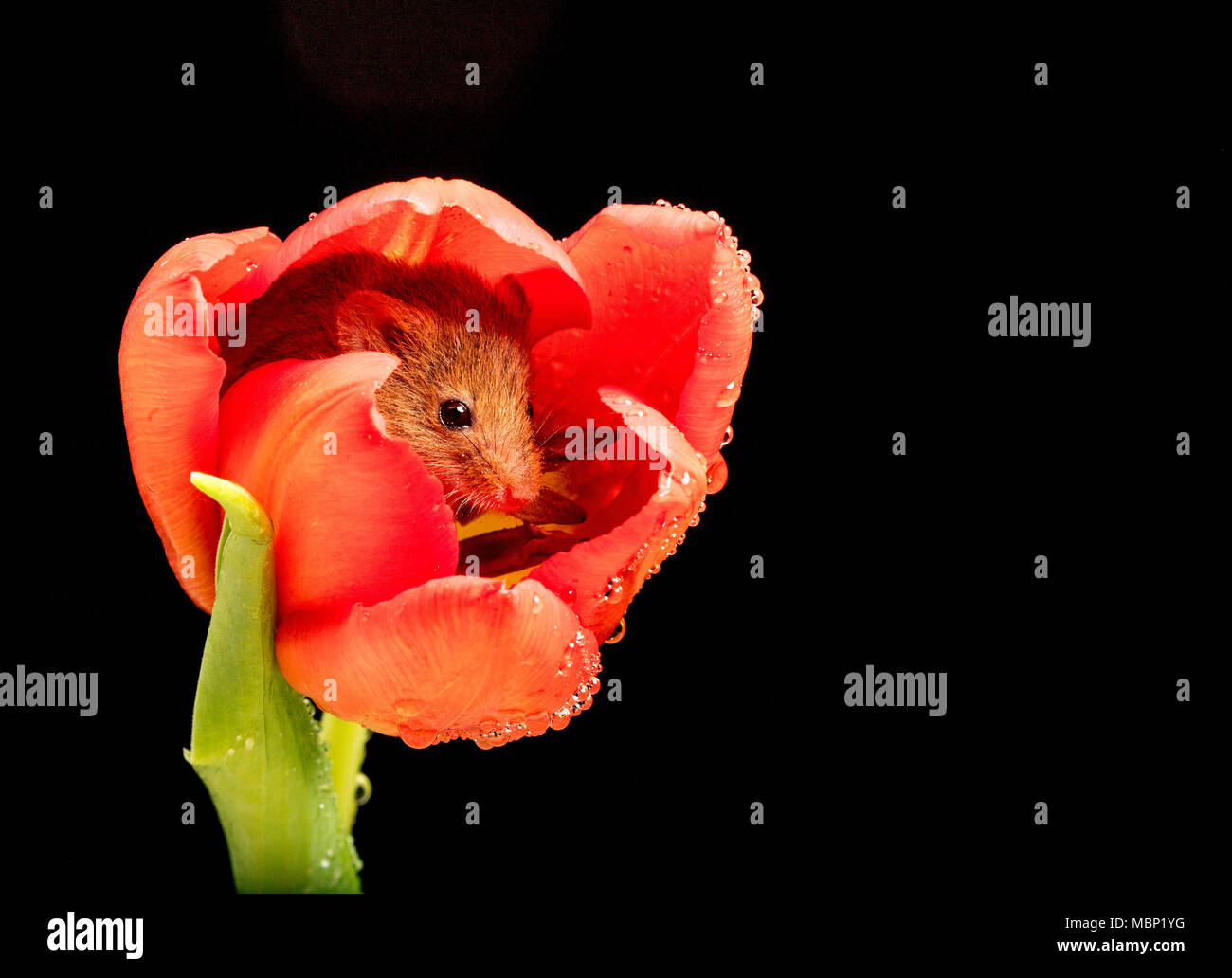 Tulip harvest hi-res stock photography and images - Alamy