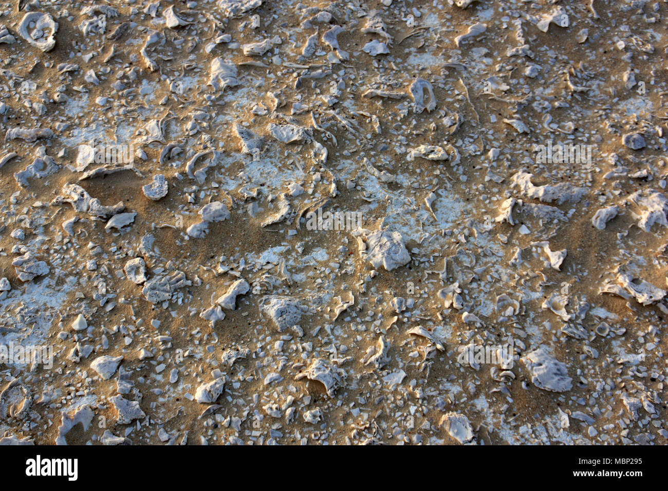 Fossil Clam Shells in the Sahara Desert near Siwa Oasis Stock Photo - Alamy