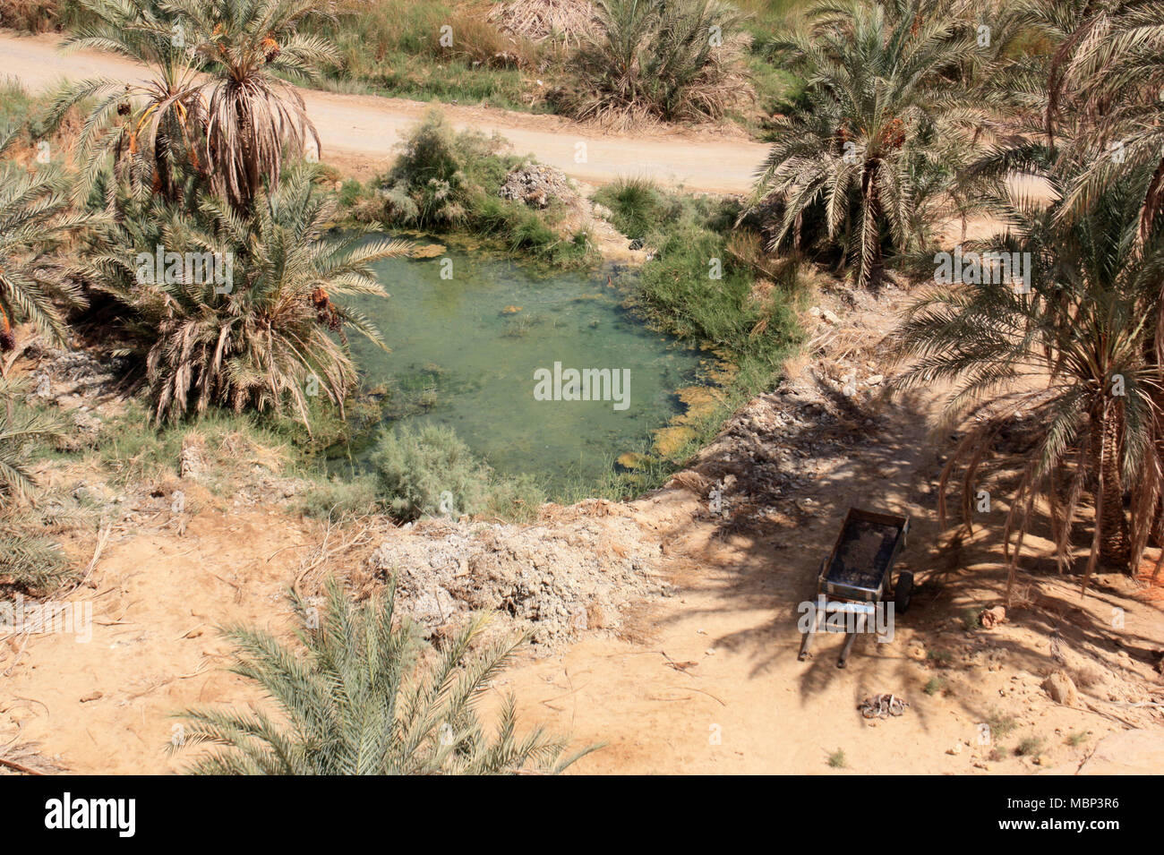Baby Oasis within Siwa Oasis Stock Photo - Alamy