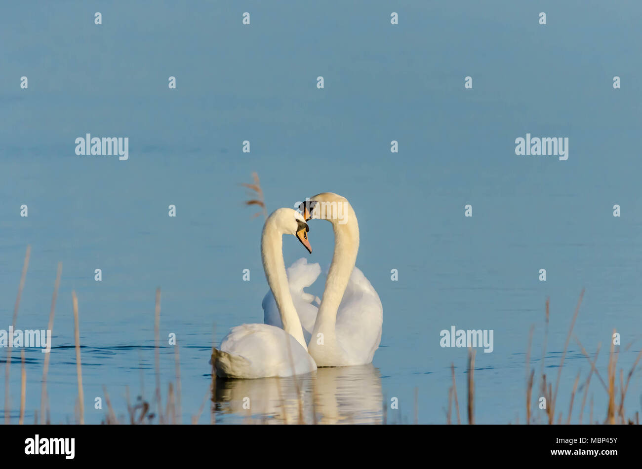 Swan dance hi-res stock photography and images - Alamy