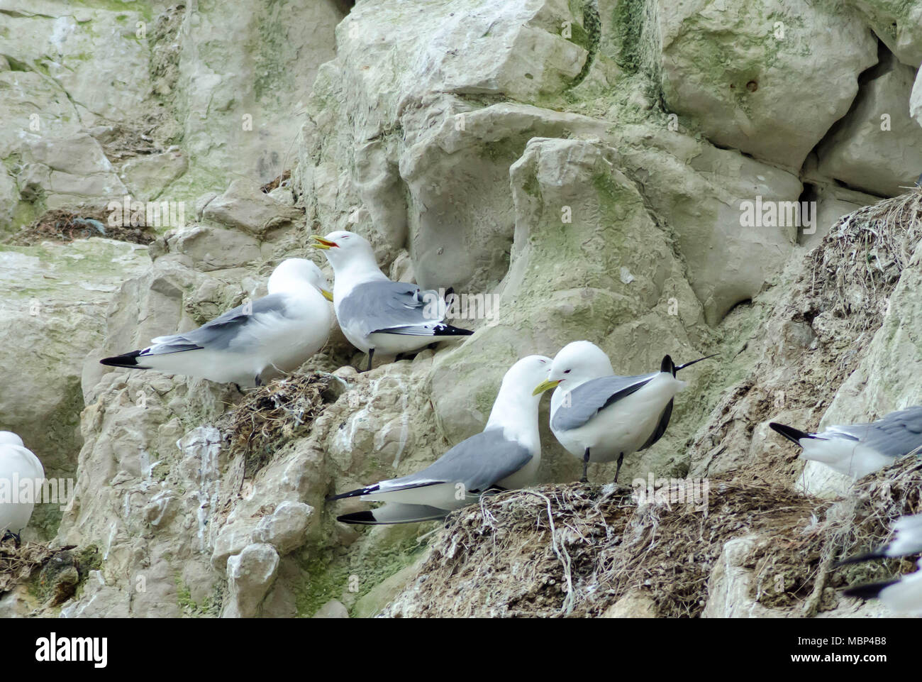 kittiwake nesting on a cliff in the north coast of France Stock Photo ...