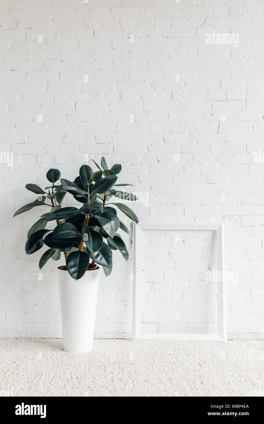ficus plant with empty frame in front of white brick wall, mockup ...