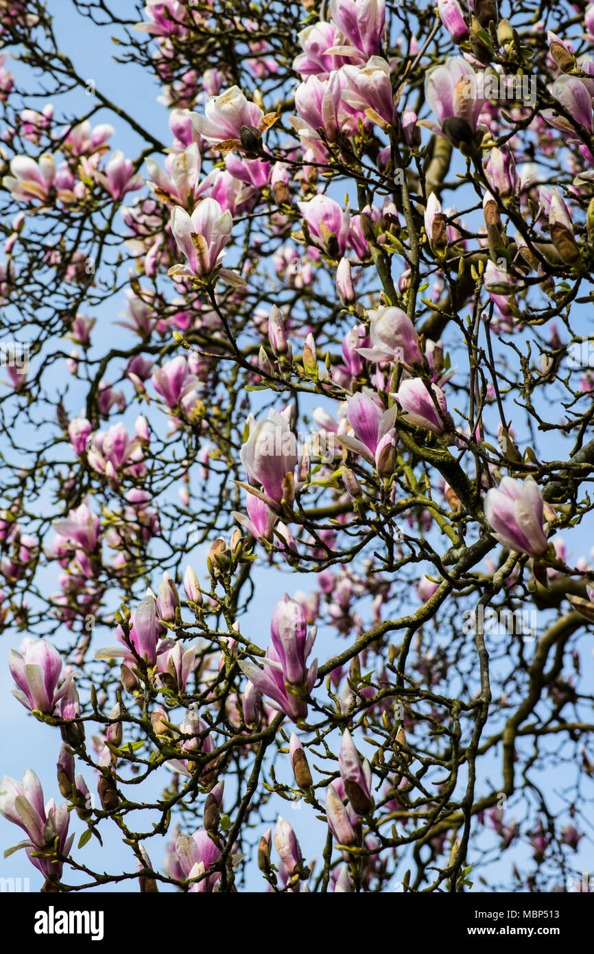 Beautiful magnolia in spring sunshine - a poster for your home or ...