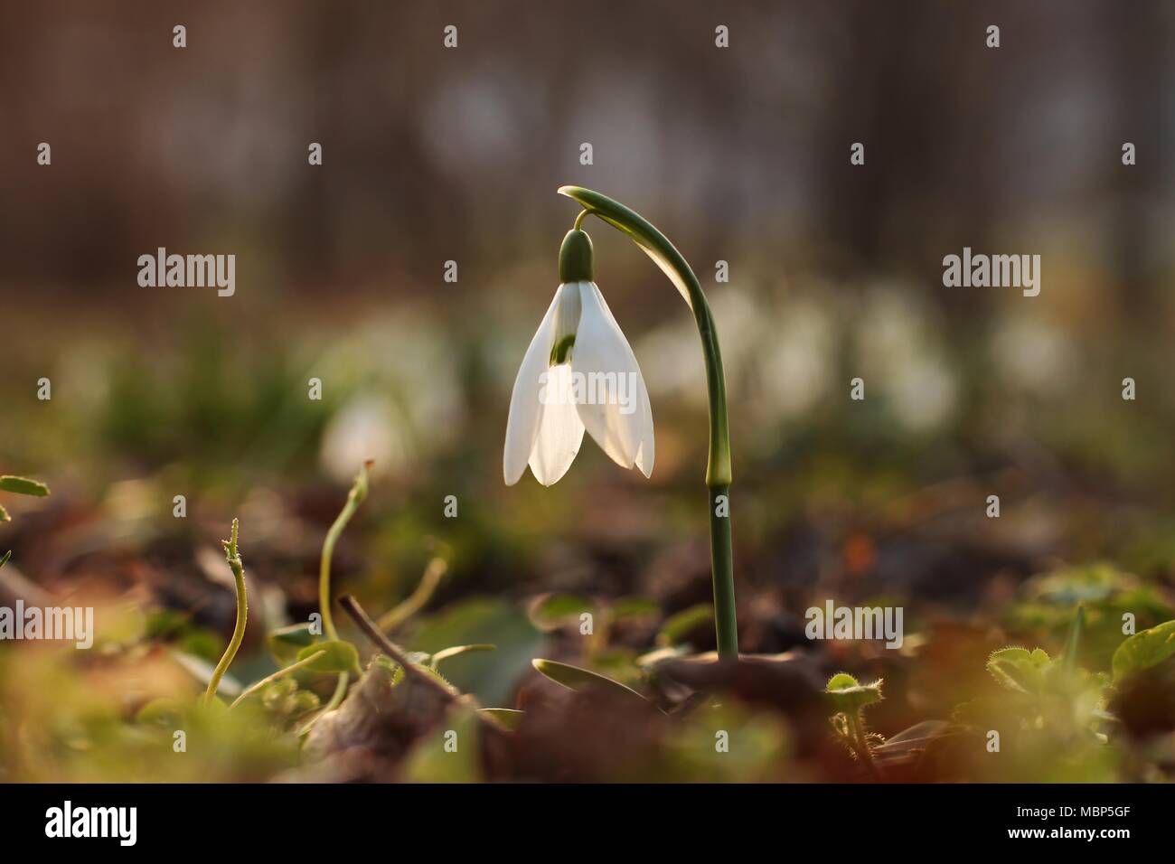 Single snowdrop flower with bokeh background Stock Photo - Alamy
