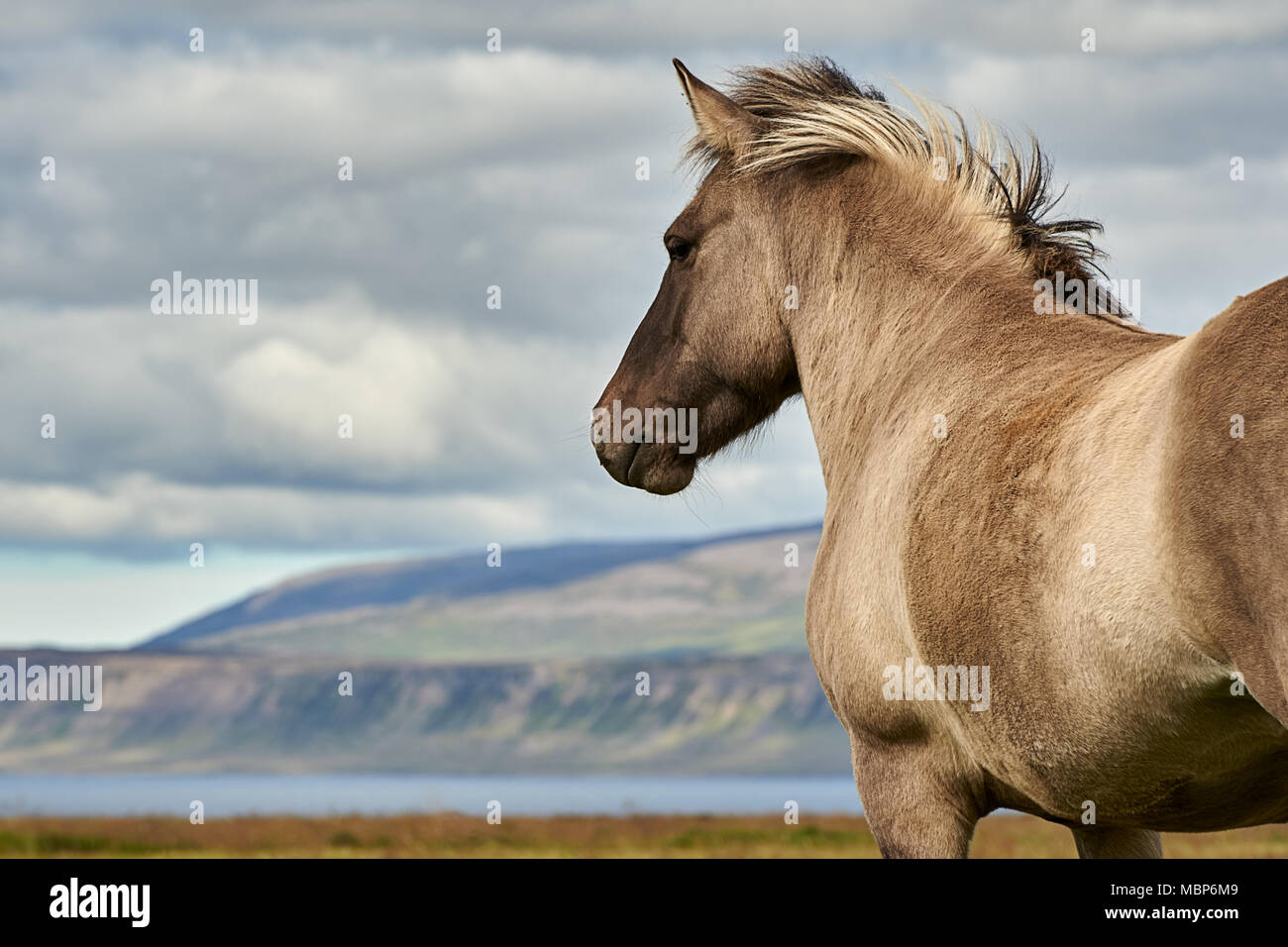 Short pasterns hi-res stock photography and images - Alamy