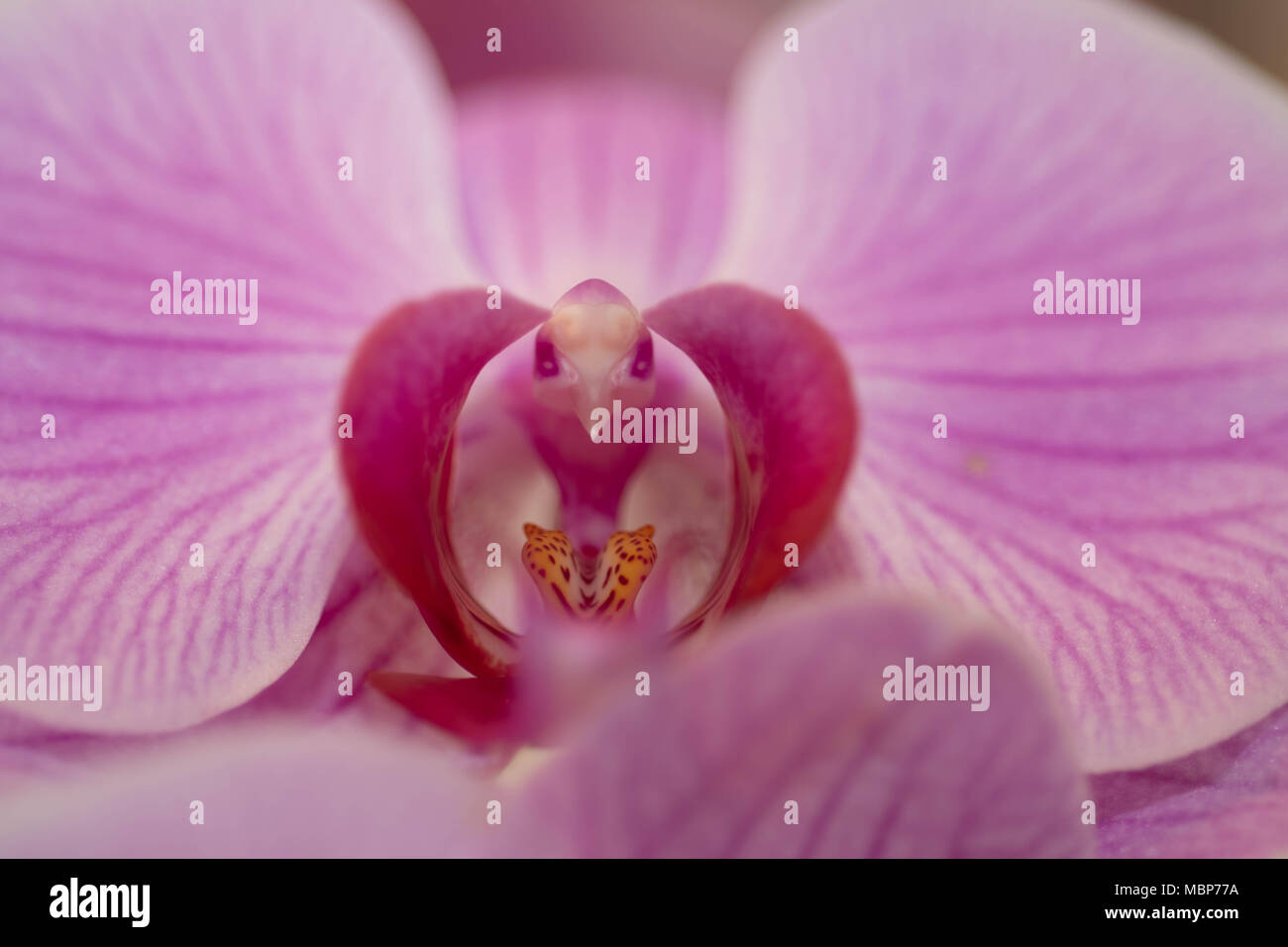 Pink Cascade Phalaenopsis Orchid stamen looks like a bird Stock Photo ...