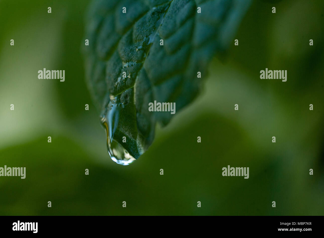 Life blooms hi-res stock photography and images - Alamy