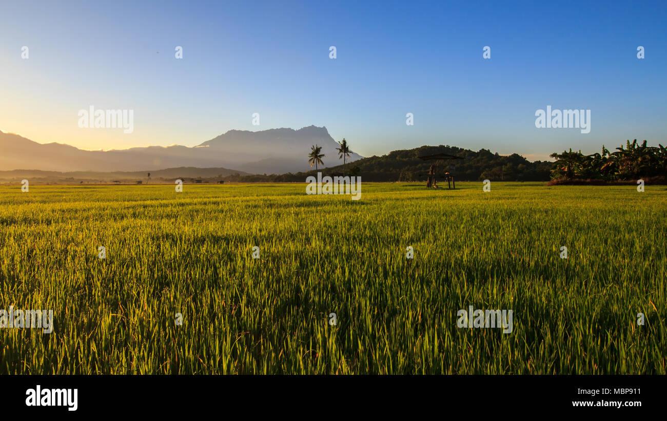 Beautiful Sunrise morning scene golden hour with clear blue sky at ...