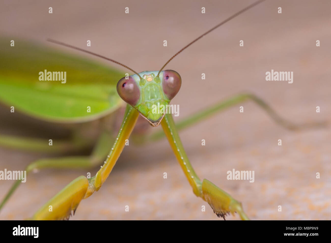 Mantis of Borneo , Close-Up Mantis Stock Photo - Alamy
