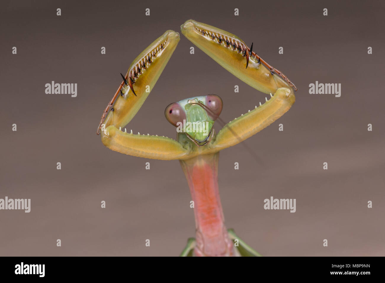 Predatory insect france hi-res stock photography and images - Alamy