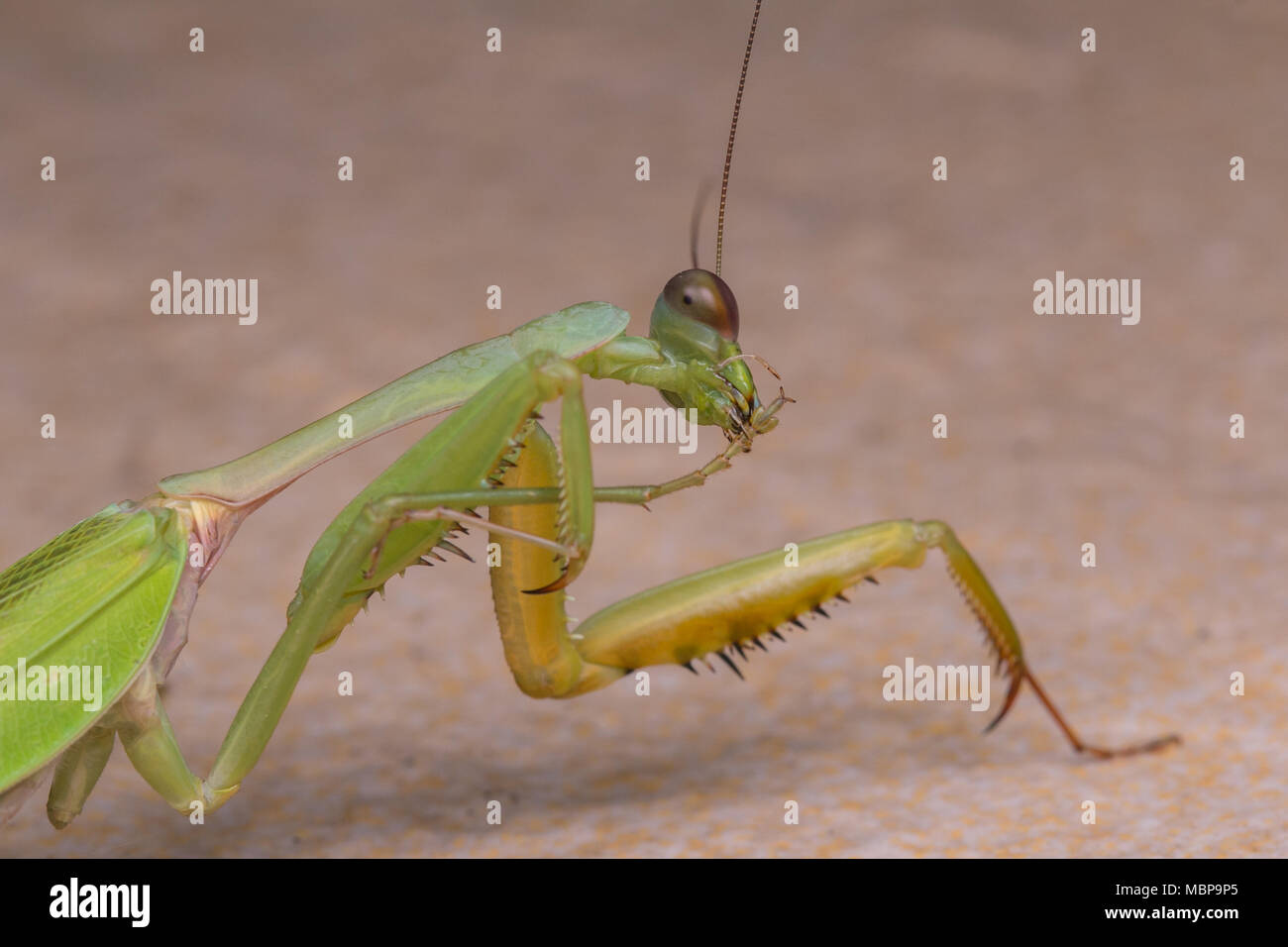 Insect borneo mantis mantodea hi-res stock photography and images - Alamy