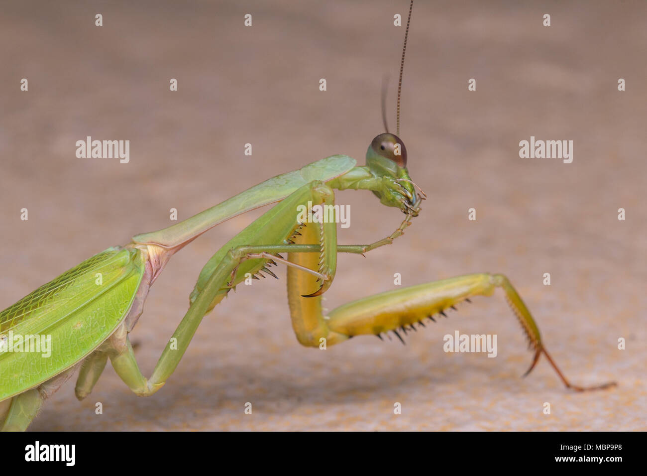 Insect borneo mantis mantodea hi-res stock photography and images - Alamy
