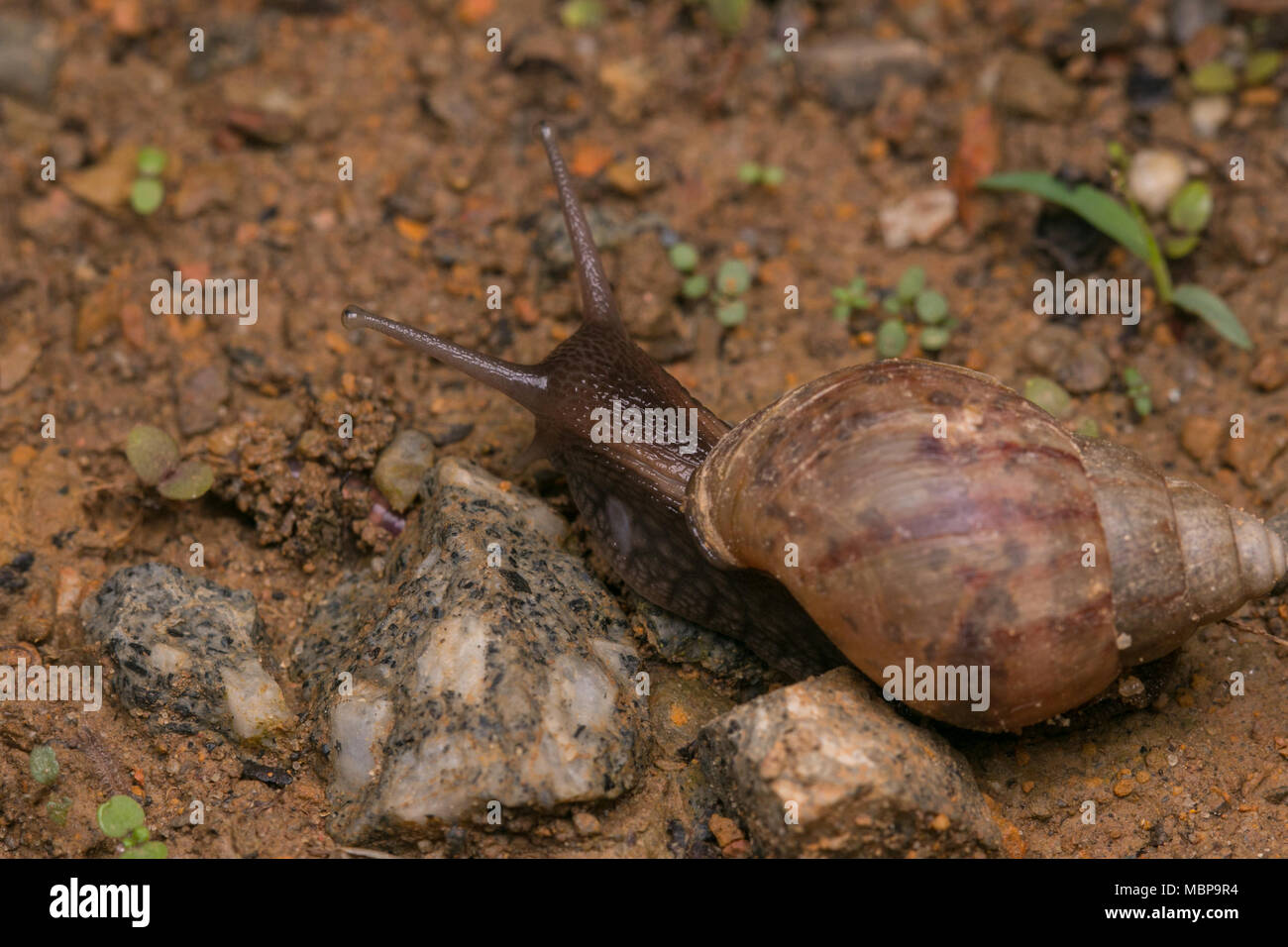 Extreme close-up of brown snail in Sabah, Borneo Stock Photo - Alamy