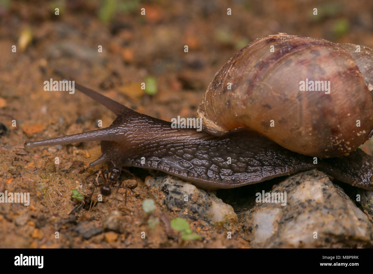 Extreme close-up of brown snail in Sabah, Borneo Stock Photo - Alamy
