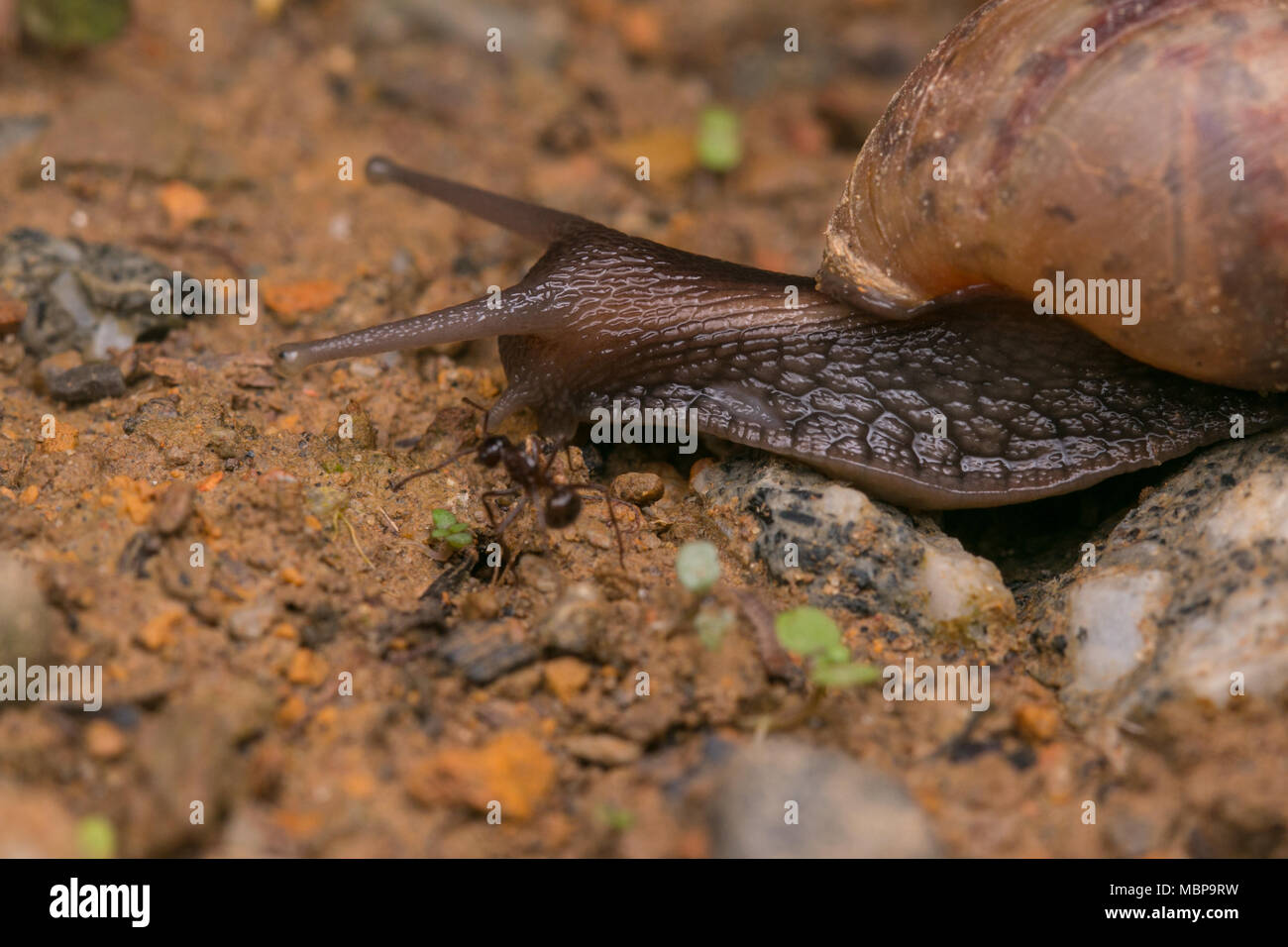 Extreme close-up of brown snail in Sabah, Borneo Stock Photo - Alamy