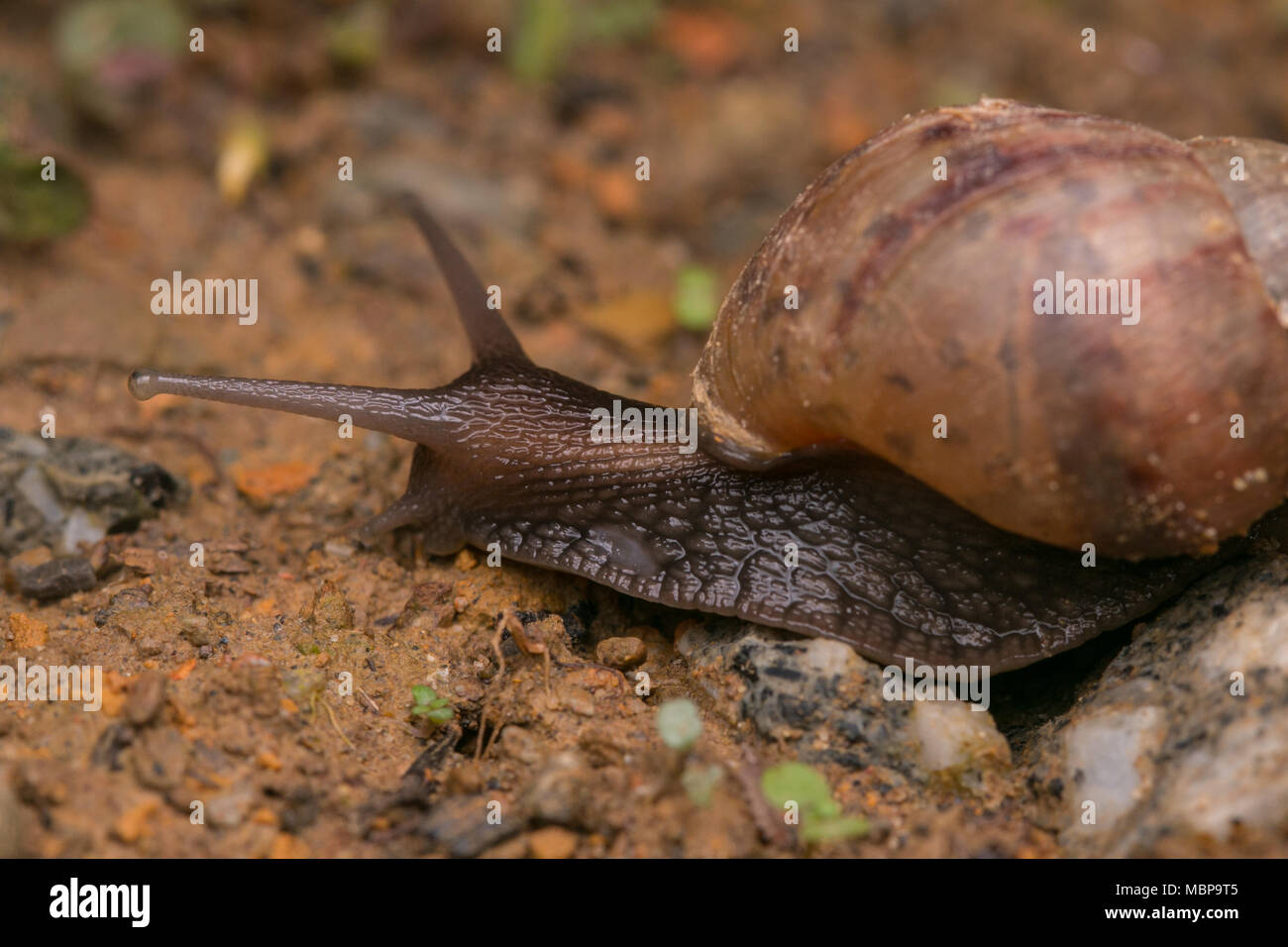 Borneo snail hi-res stock photography and images - Alamy