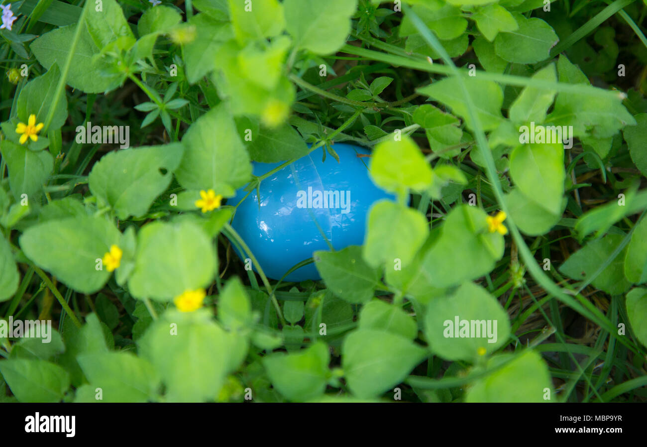 A Hidden Easter Egg ready to be Hunted Stock Photo - Alamy