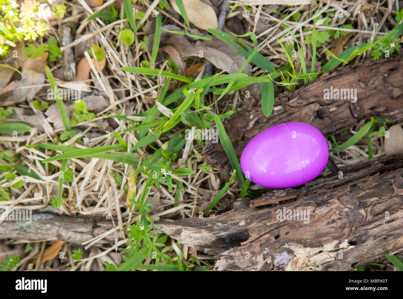 A Hidden Easter Egg ready to be Hunted Stock Photo - Alamy