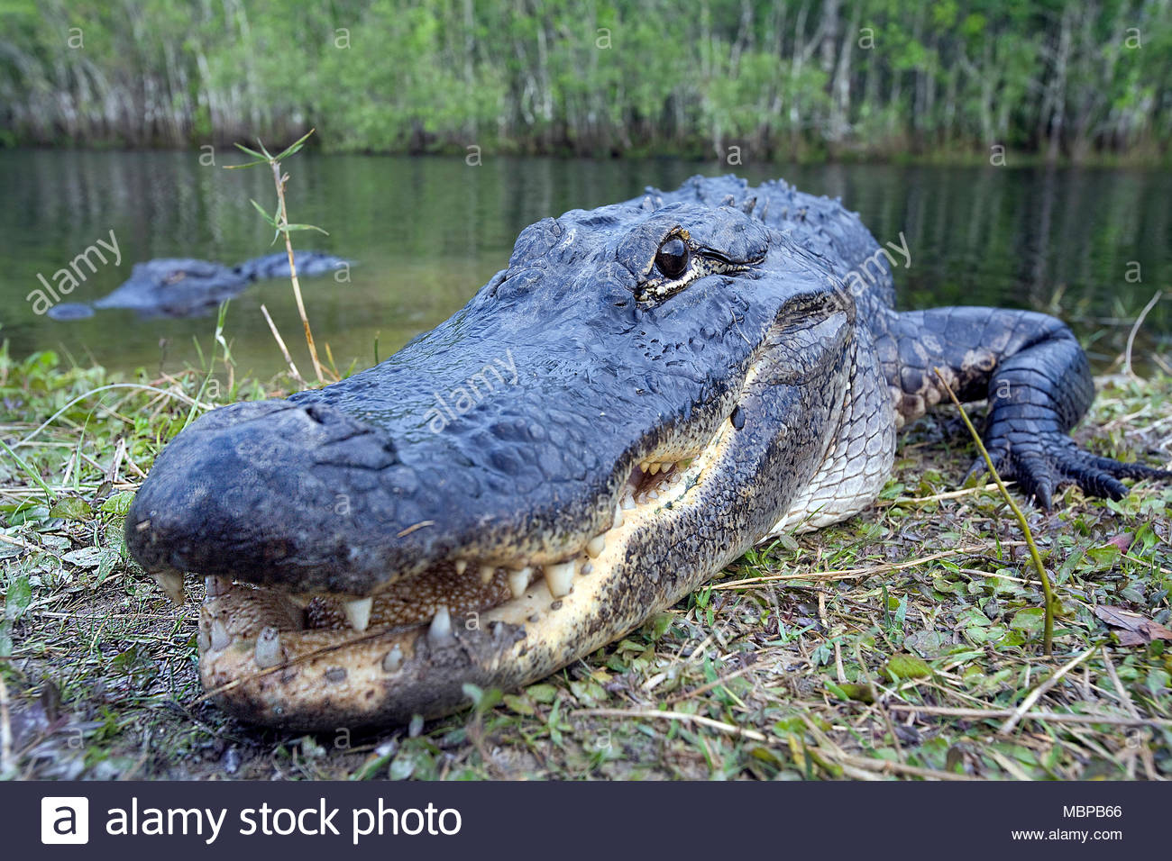 Mississippi Alligator Stock Photos & Mississippi Alligator Stock Images ...