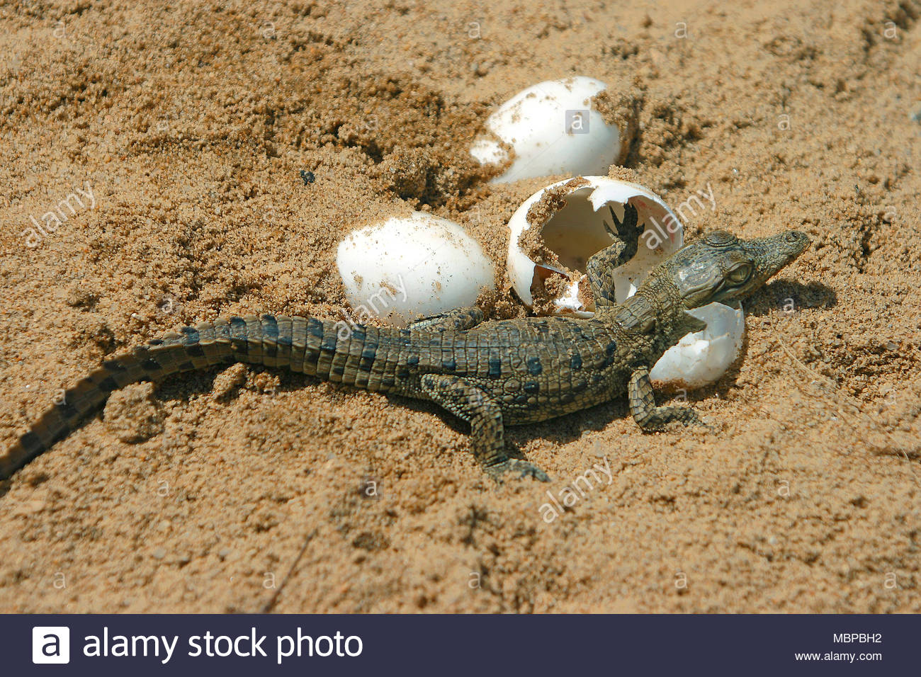 Eier Stock Photos & Eier Stock Images - Alamy