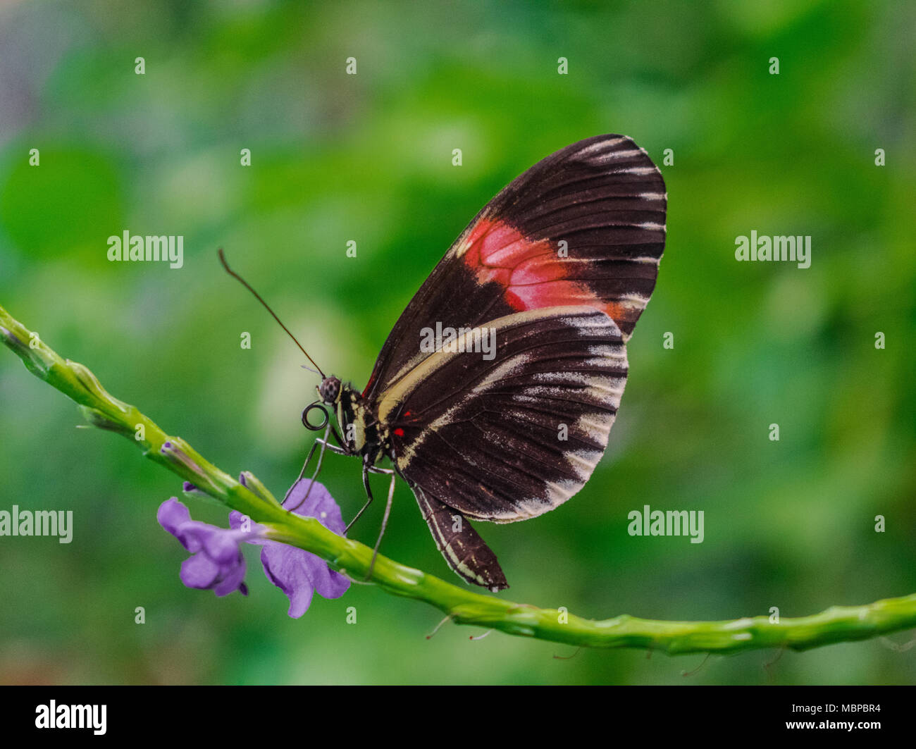Heliconius erato, or the red postman butterfly Stock Photo - Alamy