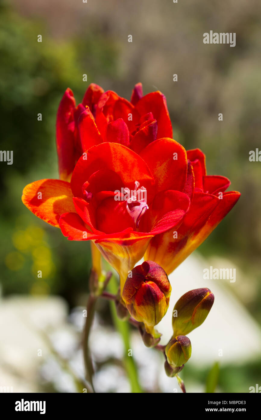 Freesia flower hi-res stock photography and images - Alamy