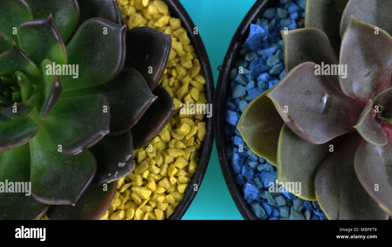Colorfull plant hi-res stock photography and images - Alamy