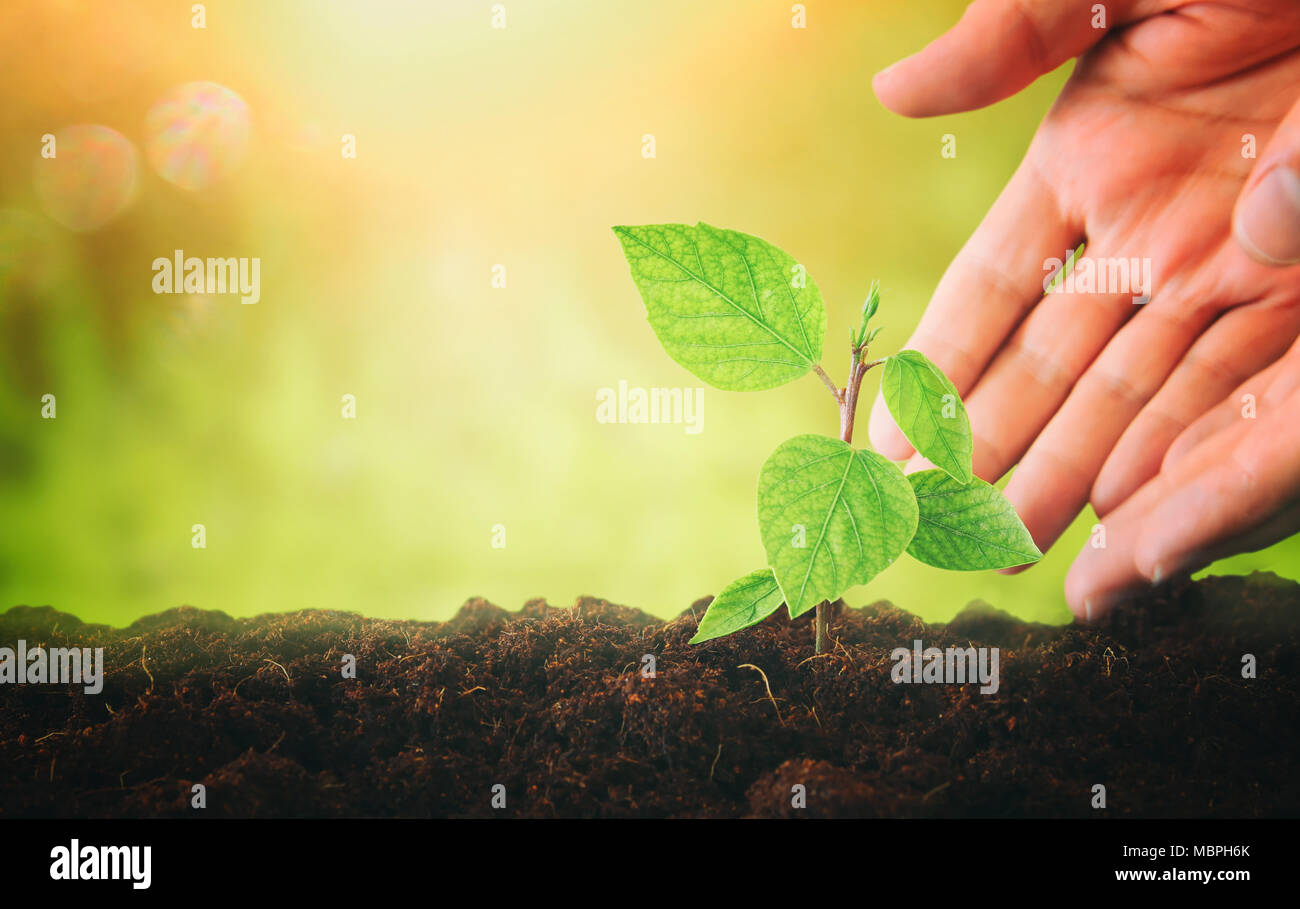 human hands are planting the young plant in the fresh ground. new start ...