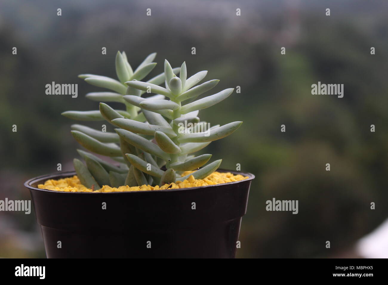 green is life Stock Photo - Alamy