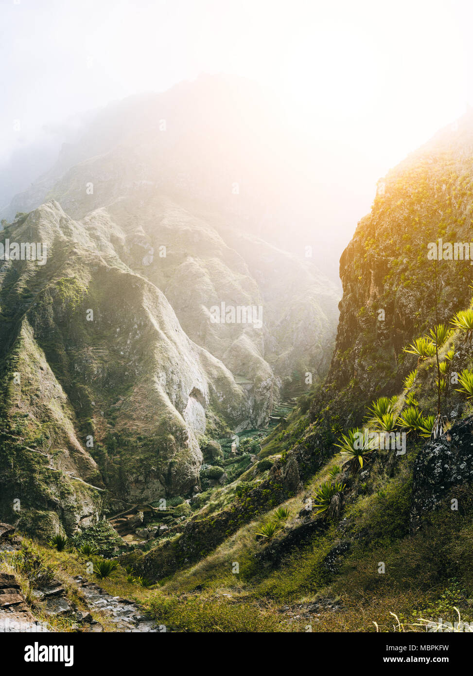 Epic view of the ravine canyon covered with green lotus and banana and ...
