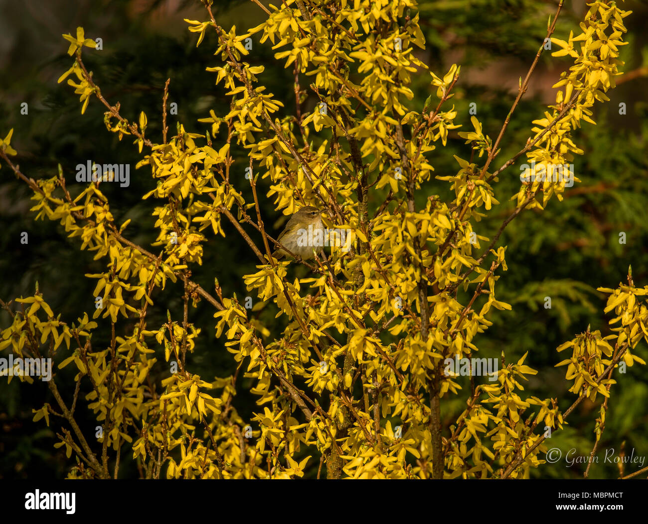 Chiff chaff tree hi-res stock photography and images - Alamy