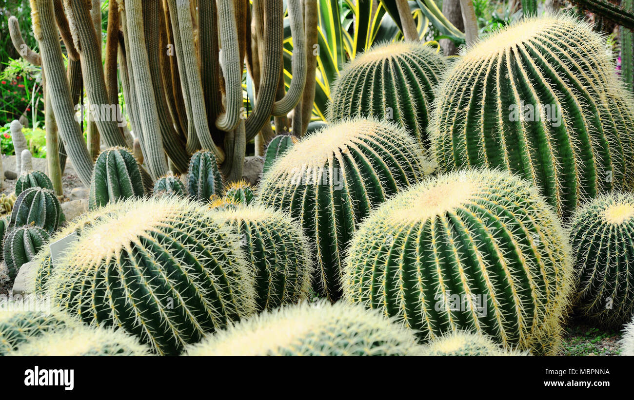 Panorama of various kinds of green cacti, large round prickly balls in ...
