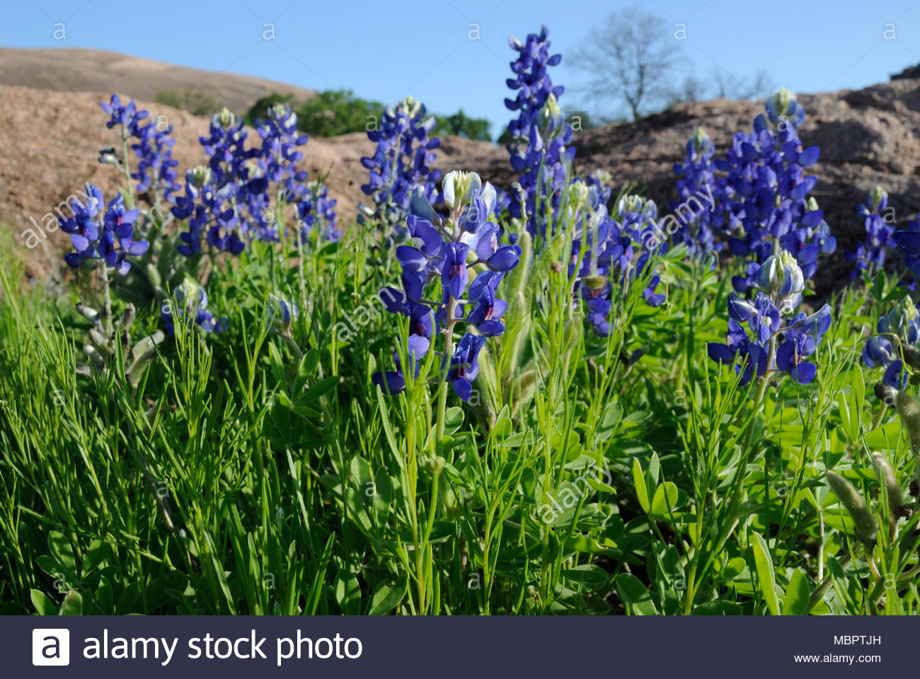 Bluebonnet Lupine High Resolution Stock Photography and Images - Alamy