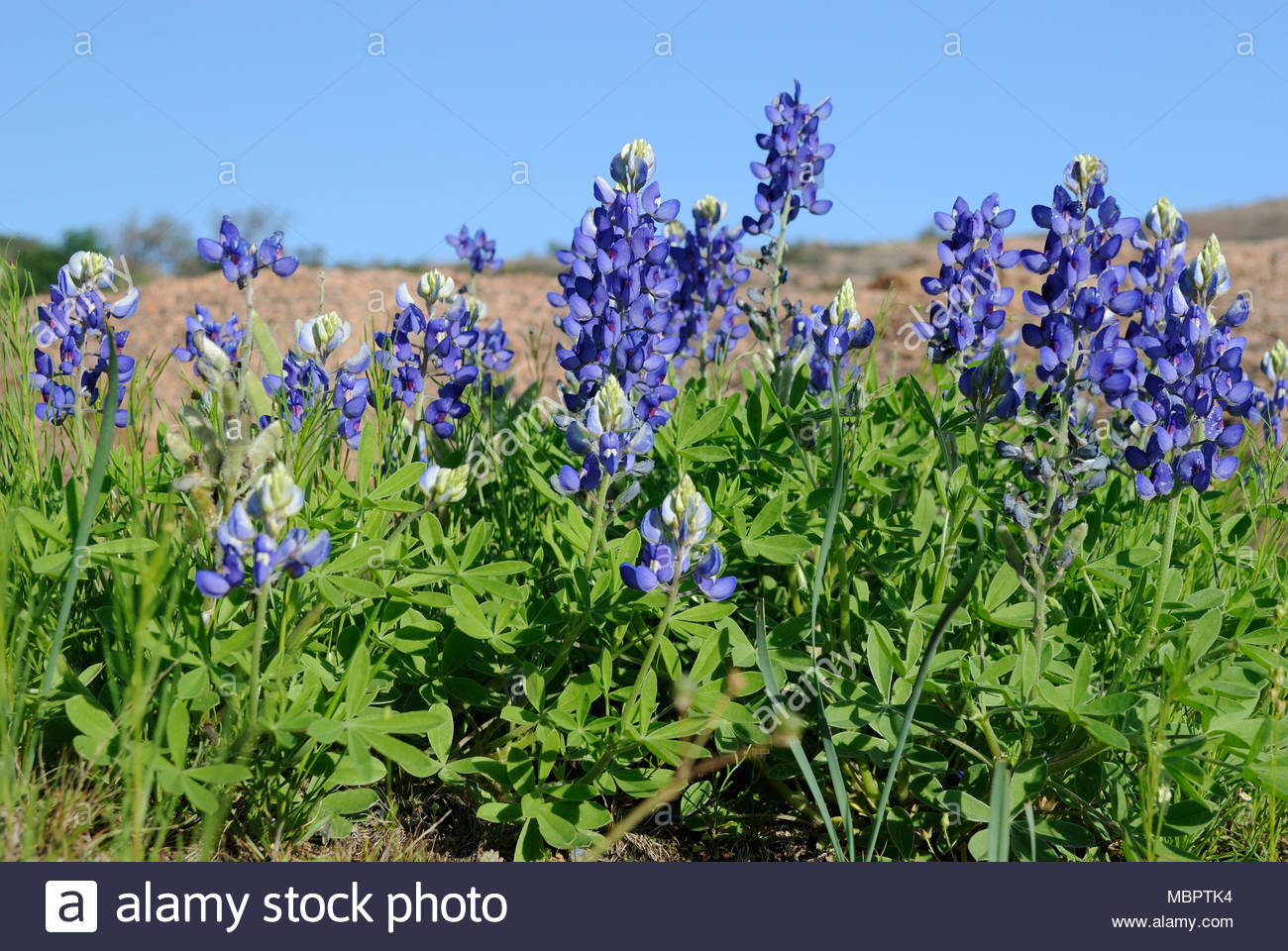 Bluebonnet Lupine High Resolution Stock Photography and Images - Alamy