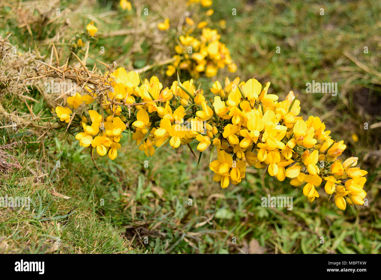 A prickly yellow flowered bush growing prolifically here in the New ...