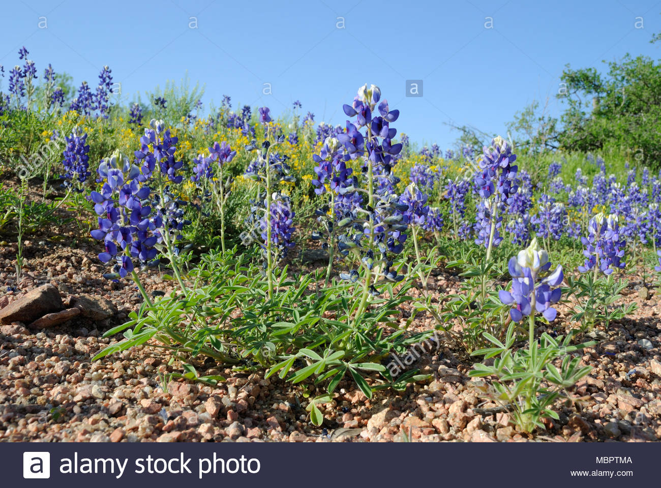 Native Texas Plants High Resolution Stock Photography and Images - Alamy