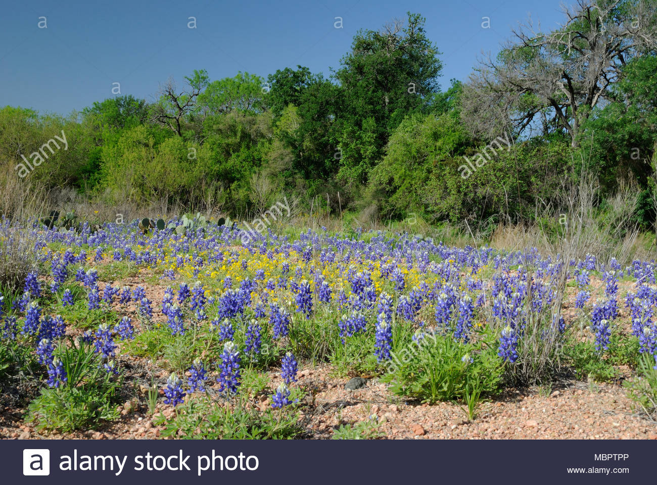Wildflowers In The Texas Hill Country High Resolution Stock Photography ...