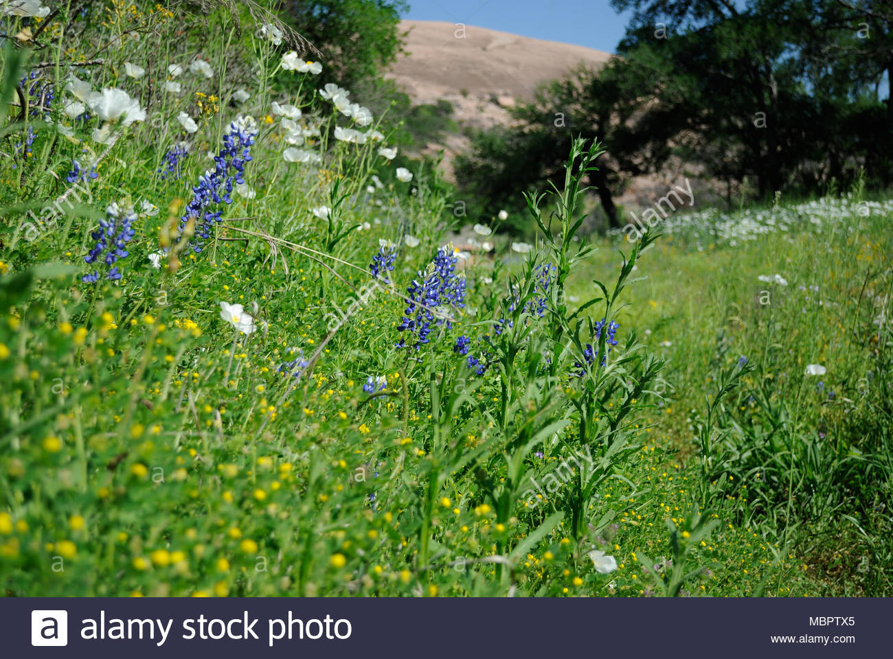 Central Texas Native Plants High Resolution Stock Photography and ...